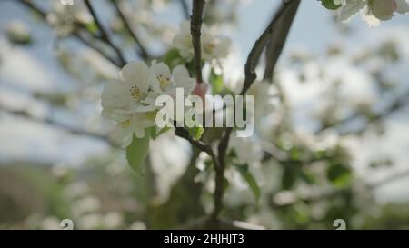 Slow motion gimbal shot of white apple tree blossom in late sprink or ...
