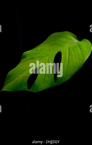 art of Monstera Rhaphidophora pertusa leaf Stock Photo - Alamy