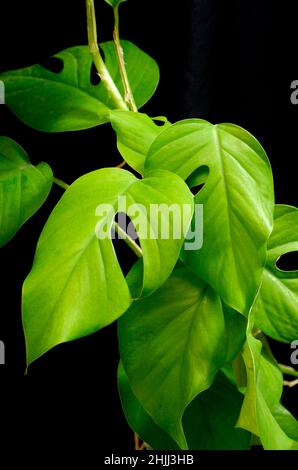 art of Monstera Rhaphidophora pertusa leaf Stock Photo - Alamy
