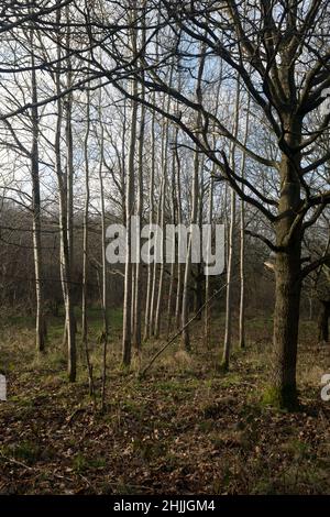 Woodgate Valley Country Park in winter, West Midlands, England, UK ...