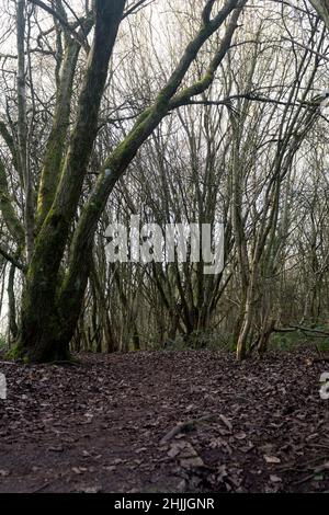 Woodgate Valley Country Park in winter, West Midlands, England, UK ...