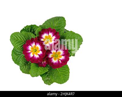 Flowering primrose against white background Stock Photo - Alamy