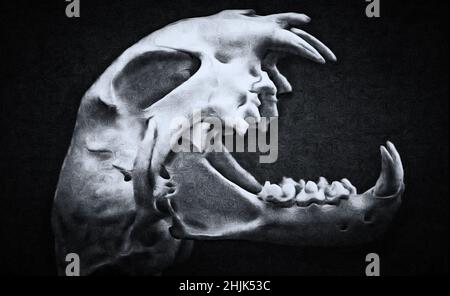 Illustratuons bones, skull Common lynx, skeleton Stock Photo - Alamy