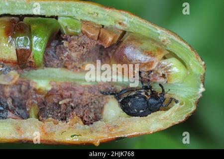 Iris weevil (Mononychus vulpeculus) in damaged iris seeds Stock Photo ...