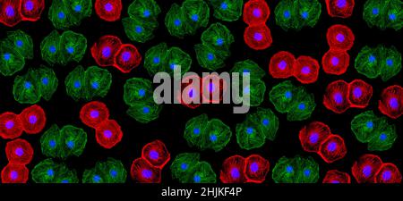 Gene edited pig cells for xenotransplant into humans Stock Photo - Alamy