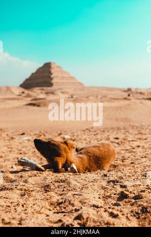 Cute stray puppy in search of a home and a new owner Stock Photo - Alamy