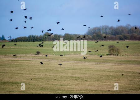 a flock of several hundred rooks (Corvus frugilegus) in flight over ...