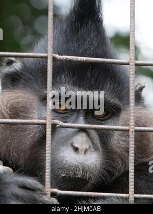 Portrait of a gorilla looking through the mesh fence in the zoo Stock ...