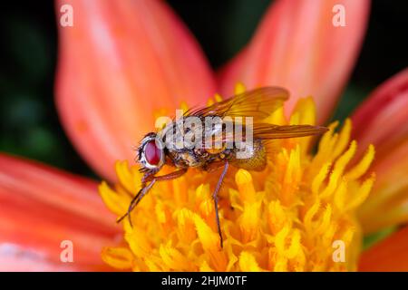 Close up ov a Hoverfly that lookes like a housefly on a red flower ...