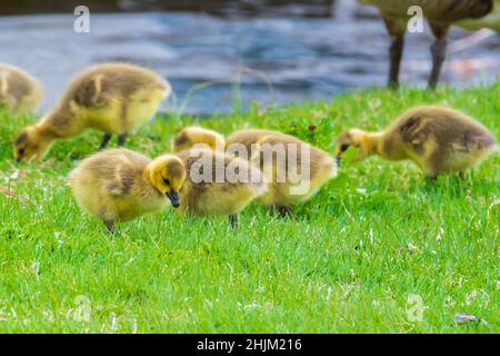 young New Born Fluffy feathered canadian geese goslings in the wild ...