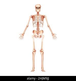 Skeleton Arms Human front Anterior ventral view with partly transparent ...