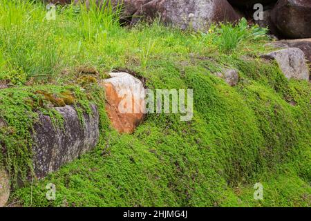 Retaining rock wall with Thymus serpyllum - Wild Thyme in backyard ...