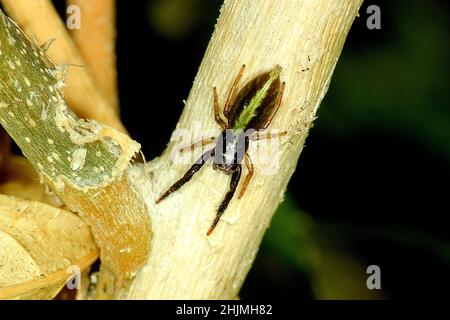 Blackheaded jumping spider (Trites planiceps Stock Photo - Alamy