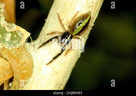 Blackheaded jumping spider (Trites planiceps Stock Photo - Alamy