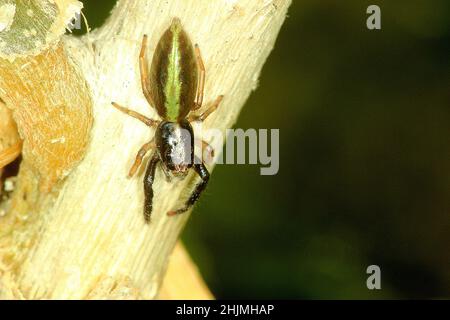 Blackheaded jumping spider (Trites planiceps Stock Photo - Alamy