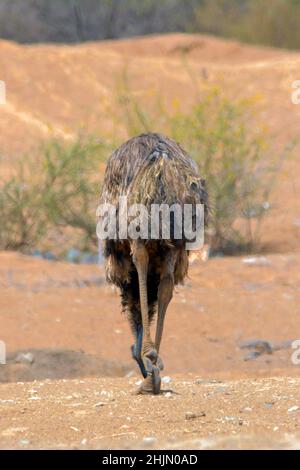 Emu feeding in desert Stock Photo - Alamy