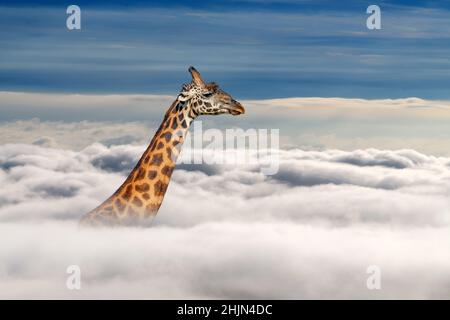 Close-up giraffe on blue sky background. Giraffes head against blue sky ...