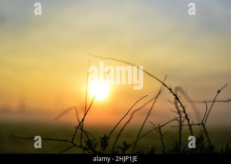 Closeup shot of sun ryas falling on a plant Stock Photo - Alamy