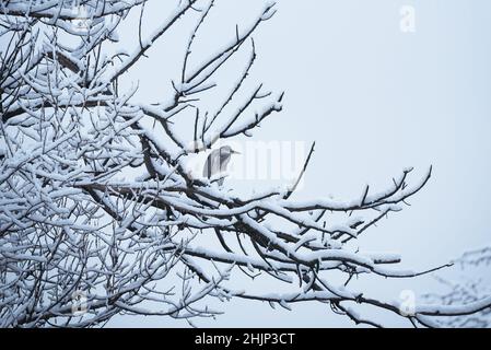 The Grey heron bird sittingl on tree branch with snow on blue winter ...