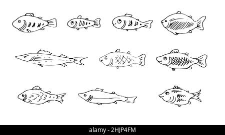 Set of sketch line drawing fish icons. Hand drawn vector illustration ...