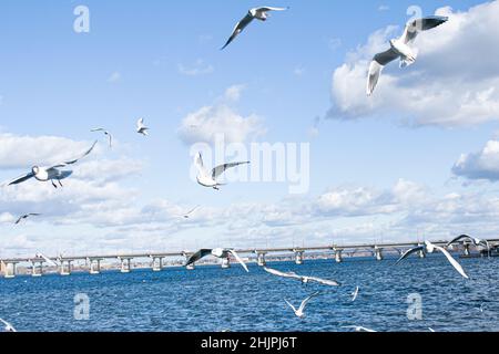 Hungry seagulls fly over the river. Spring photo of flying birds over ...