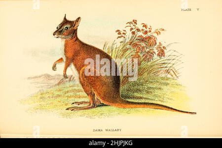 The tammar wallaby (Notamacropus eugenii), also known as the dama ...