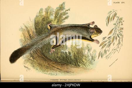 Common small glider possum, sugar glider, Petaurus breviceps ...