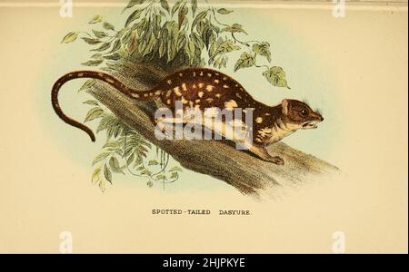 Tiger quoll, Dasyurus maculatus, is a carnivorous marsupial, native to ...