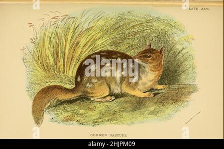 The eastern quoll (Dasyurus viverrinus), also known as the eastern ...