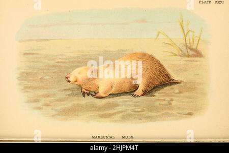 vintage mole illustration Stock Photo - Alamy