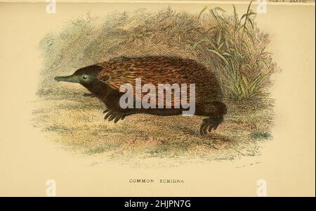 Echidnas, sometimes known as spiny anteaters, belong to the family ...