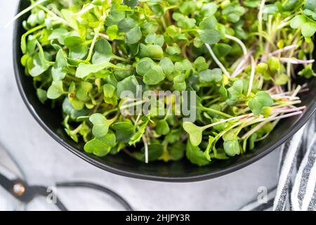 Freshly harvested radish microgreens in a bowl Stock Photo - Alamy
