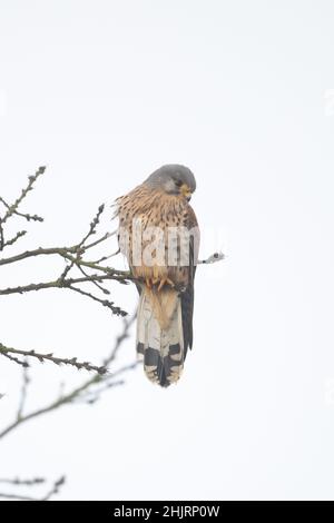 Common Kestrel (Falco tinnunculus) Clippesby Norfolk GB UK January 2022 ...