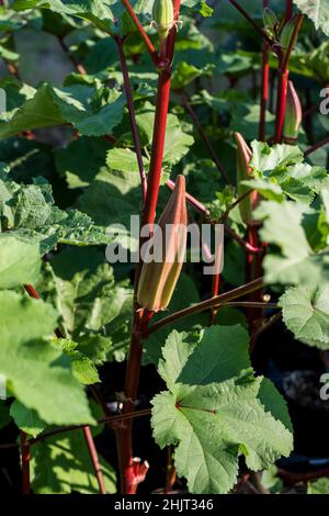 growing Okra or okro Abelmoschus esculentus,also known as lady finger ...