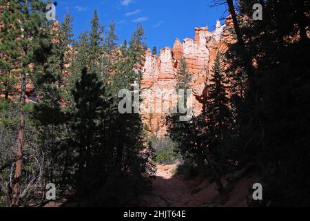 The red rock sharp hoodoos behind the green pine trees in Bryce Canyon ...