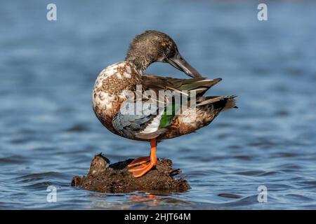 Northern Shoveler, Spatula clypeata and Eurasian Wigeon, Mareca ...