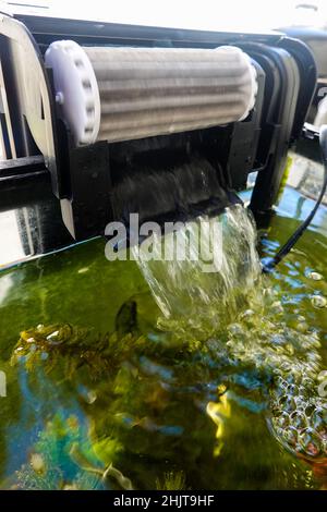 Freshwater Fish aquarium Bio Wheel Stock Photo - Alamy
