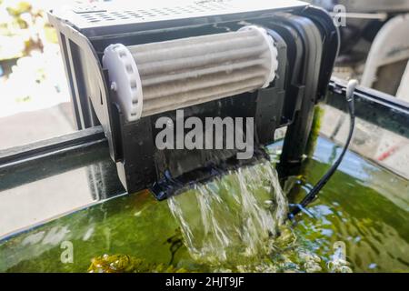 Freshwater Fish aquarium Bio Wheel Stock Photo - Alamy
