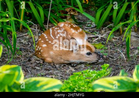 A fawn a baby deer left in the open. The fawn is laying curled up in a ...