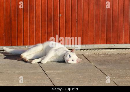 White cat taking sun in a street Stock Photo - Alamy