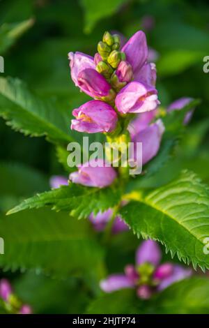 A beautiful Lythraceae flower in Brainerd, Minnesota Stock Photo - Alamy