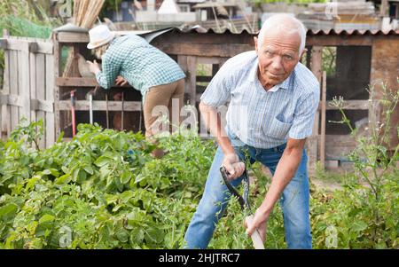 Mature man is dripping harvest of potatoes by shovel in garden outdoor ...