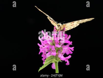 A female Clodius Parnassian butterfly resting on an ox-eye daisy. The ...