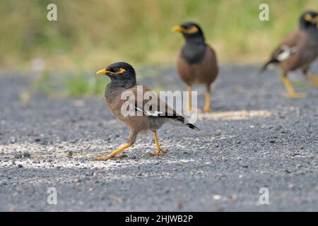 A group of Common Mynas or Indian myna (Acridotheres tristis) in ...