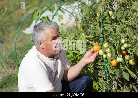 A person holds a red tomato in their hand. The garden scene shows green ...
