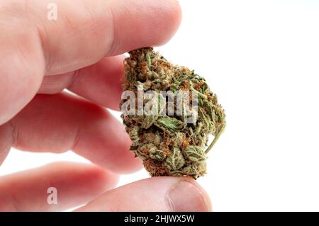 Hand Holding Cannabis Bud From Medical Marijuana or CBD Hemp Flower ...