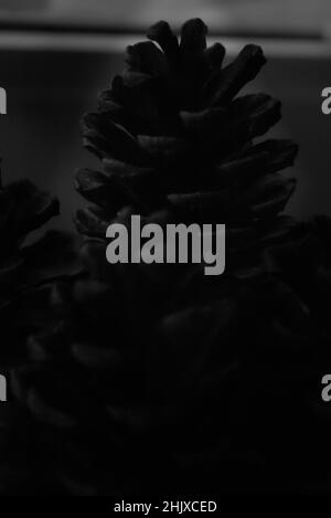 Closeup of a pinecone in grayscale Stock Photo - Alamy