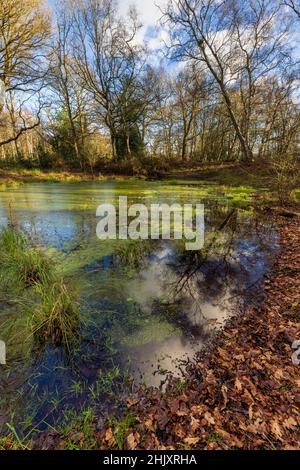 A Pingo pool on the Pingo Trail in winter, The Brecks, Norfolk, England ...