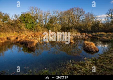 A Pingo pool on the Pingo Trail in winter, The Brecks, Norfolk, England ...