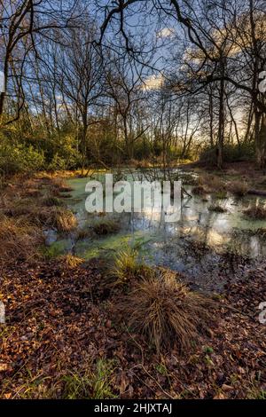 A Pingo pool on the Pingo Trail in winter, The Brecks, Norfolk, England ...